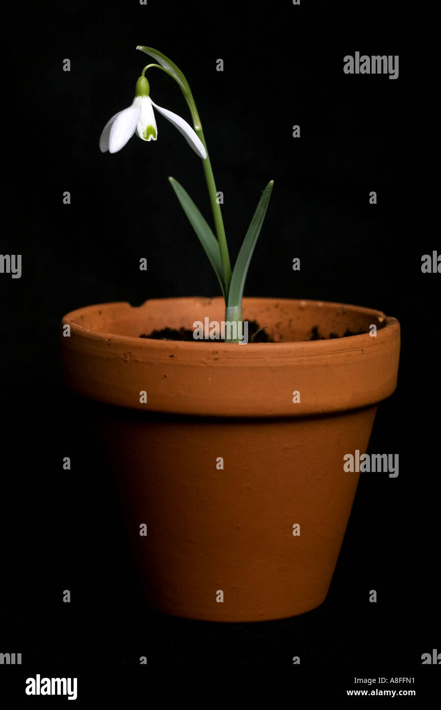Snowdrop in clay plant pot hi-res stock photography and images - Alamy