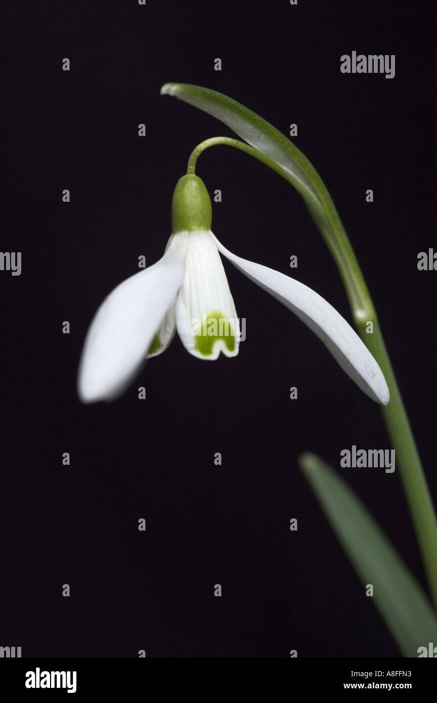 Snowdrop simple hi-res stock photography and images - Alamy