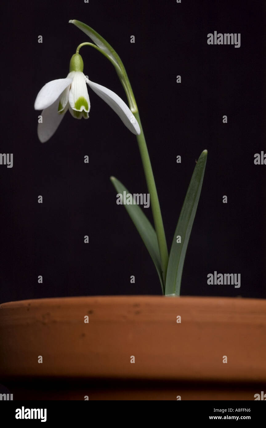 Snowdrop in clay plant pot hi-res stock photography and images - Alamy