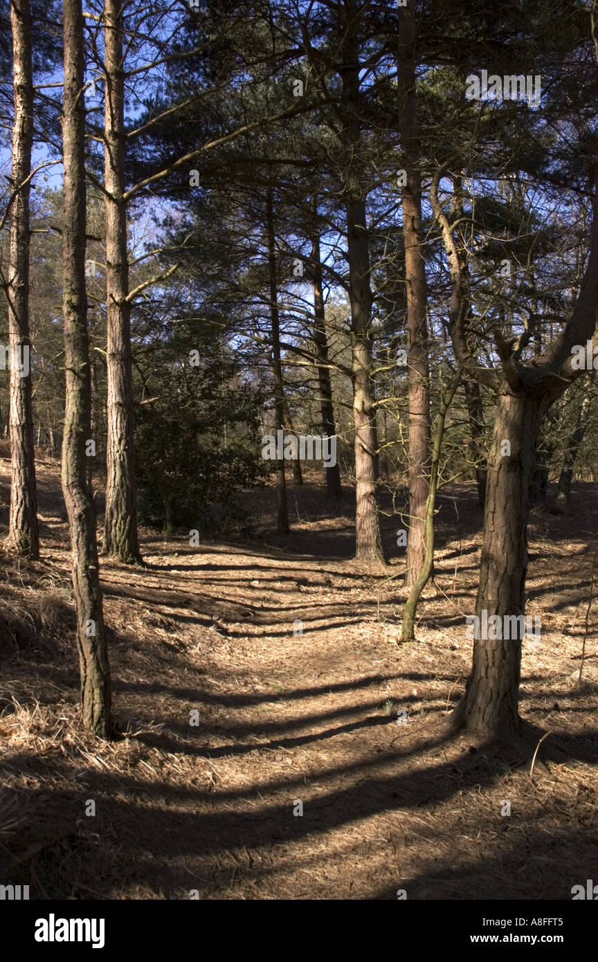 English walk through the woods in Lightwater Surrey England Stock Photo ...