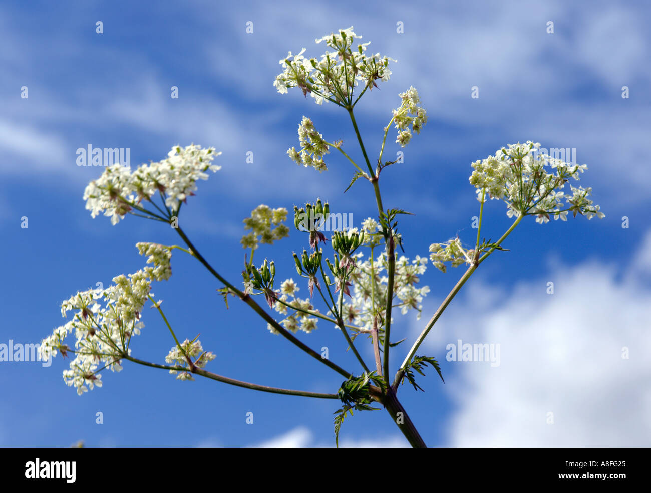 Anthriscus sylvestris or cow parsley Stock Photo - Alamy