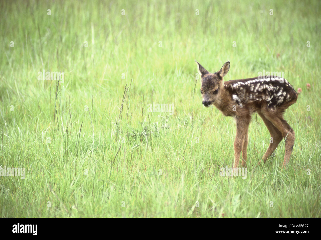 Roe deer baby uk hi-res stock photography and images - Alamy