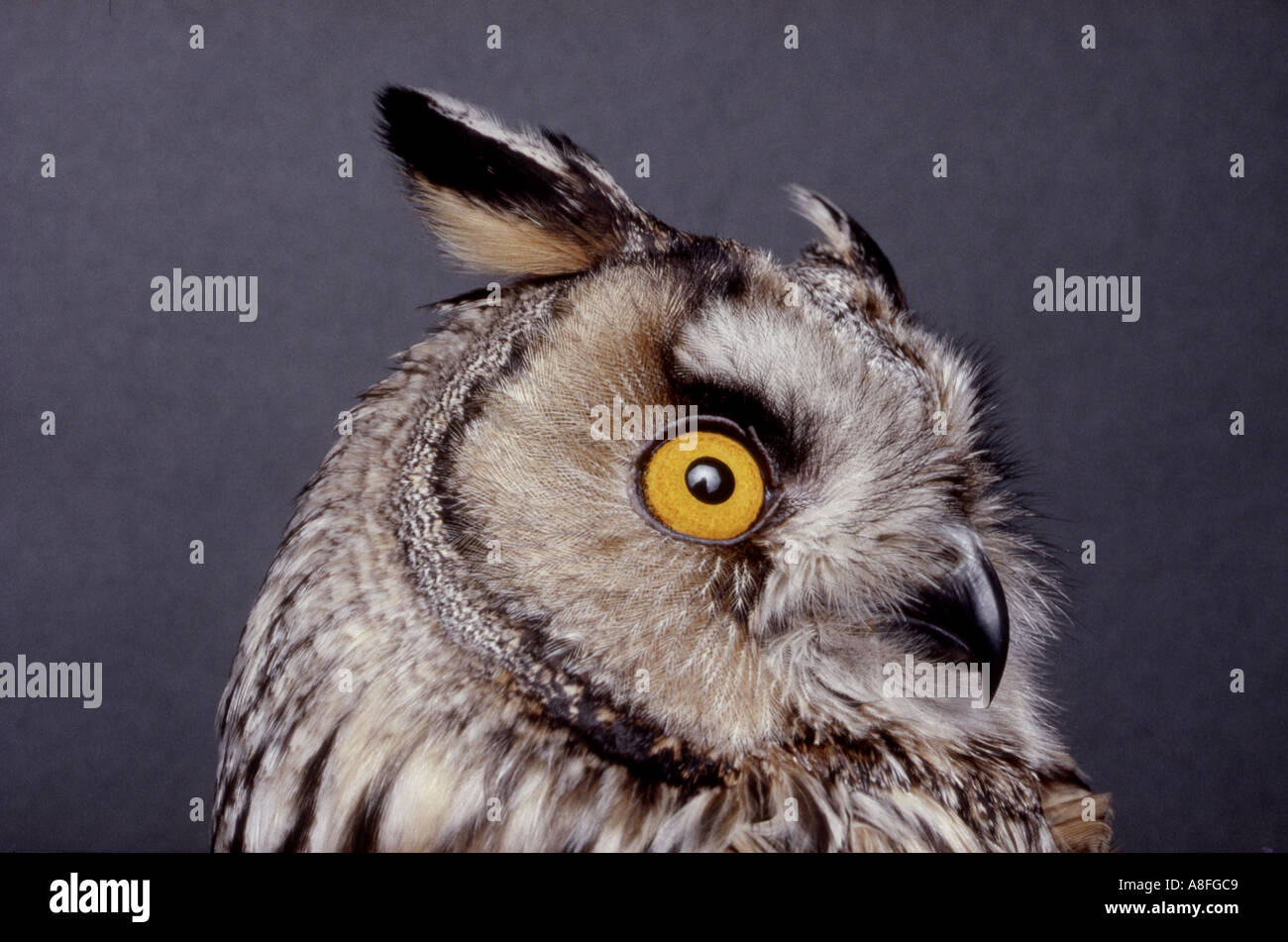 Buto hi-res stock photography and images - Alamy