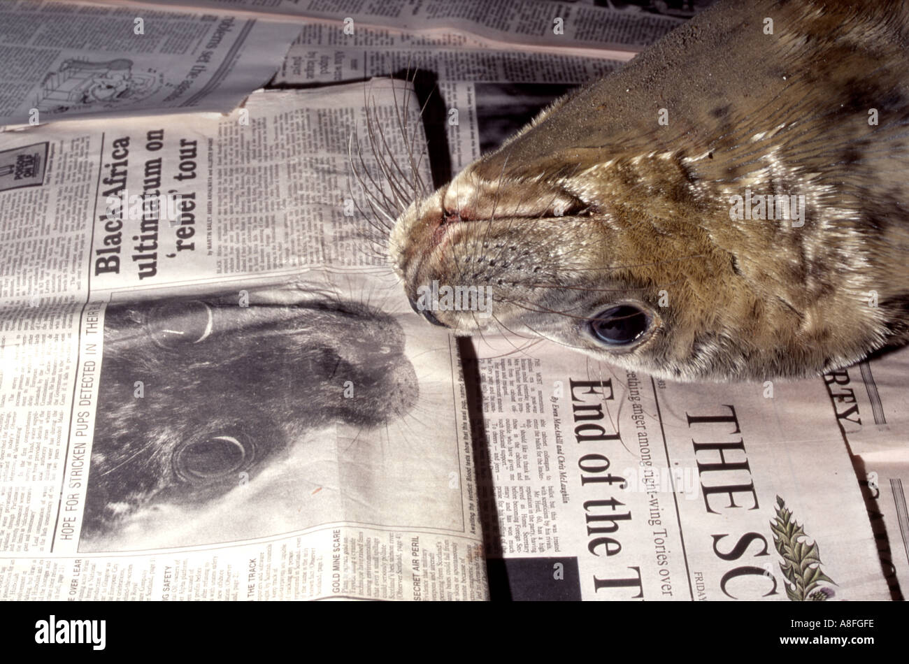Grey seals Halichoerus grypus captive hand reared head detail on ...