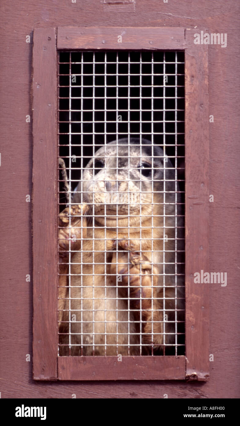 Grey seals Halichoerus grypus captive hand reared prior to release ...