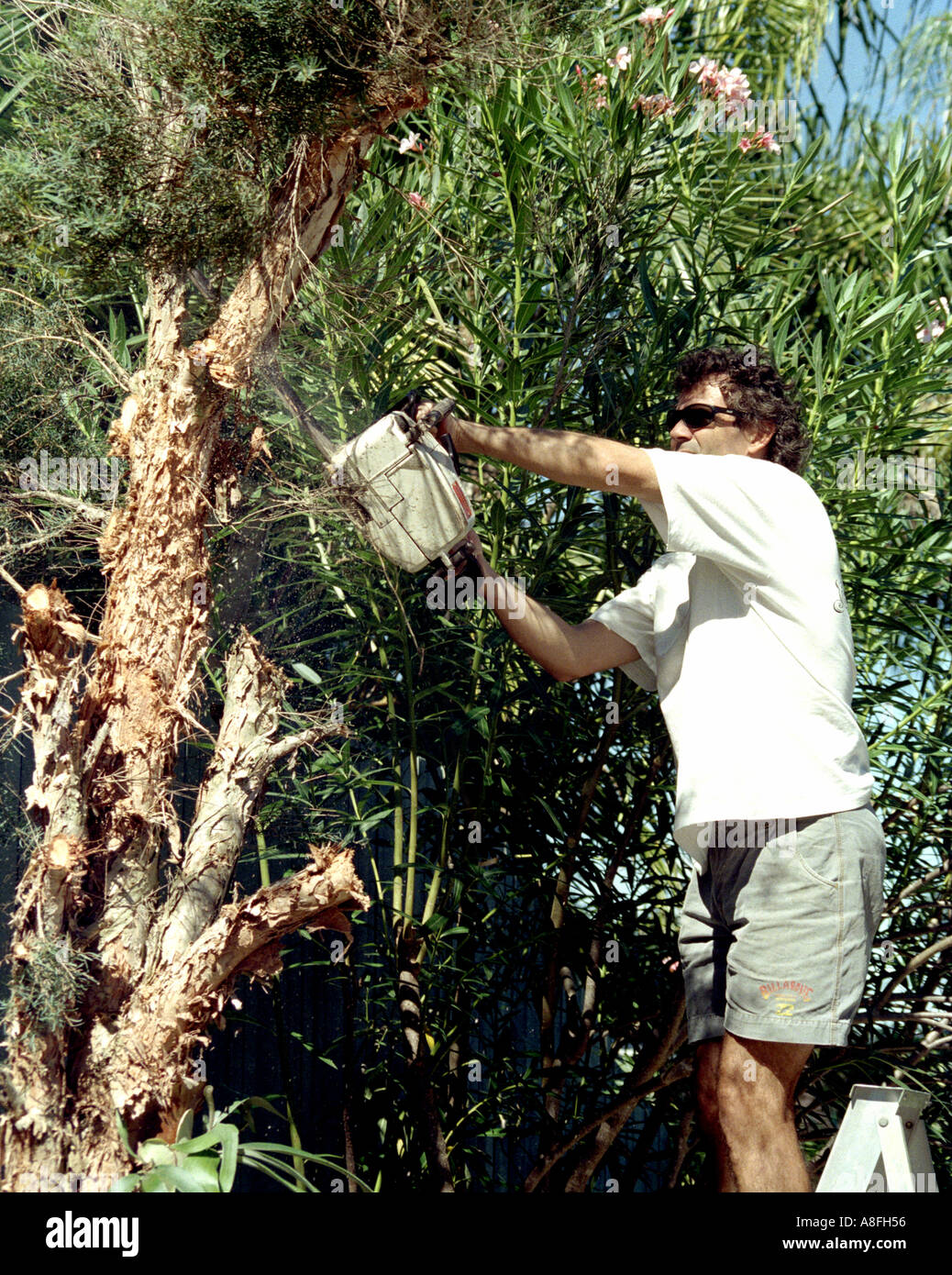 MAN CUTTING A TREE USING A CHAIN SAW Stock Photo - Alamy