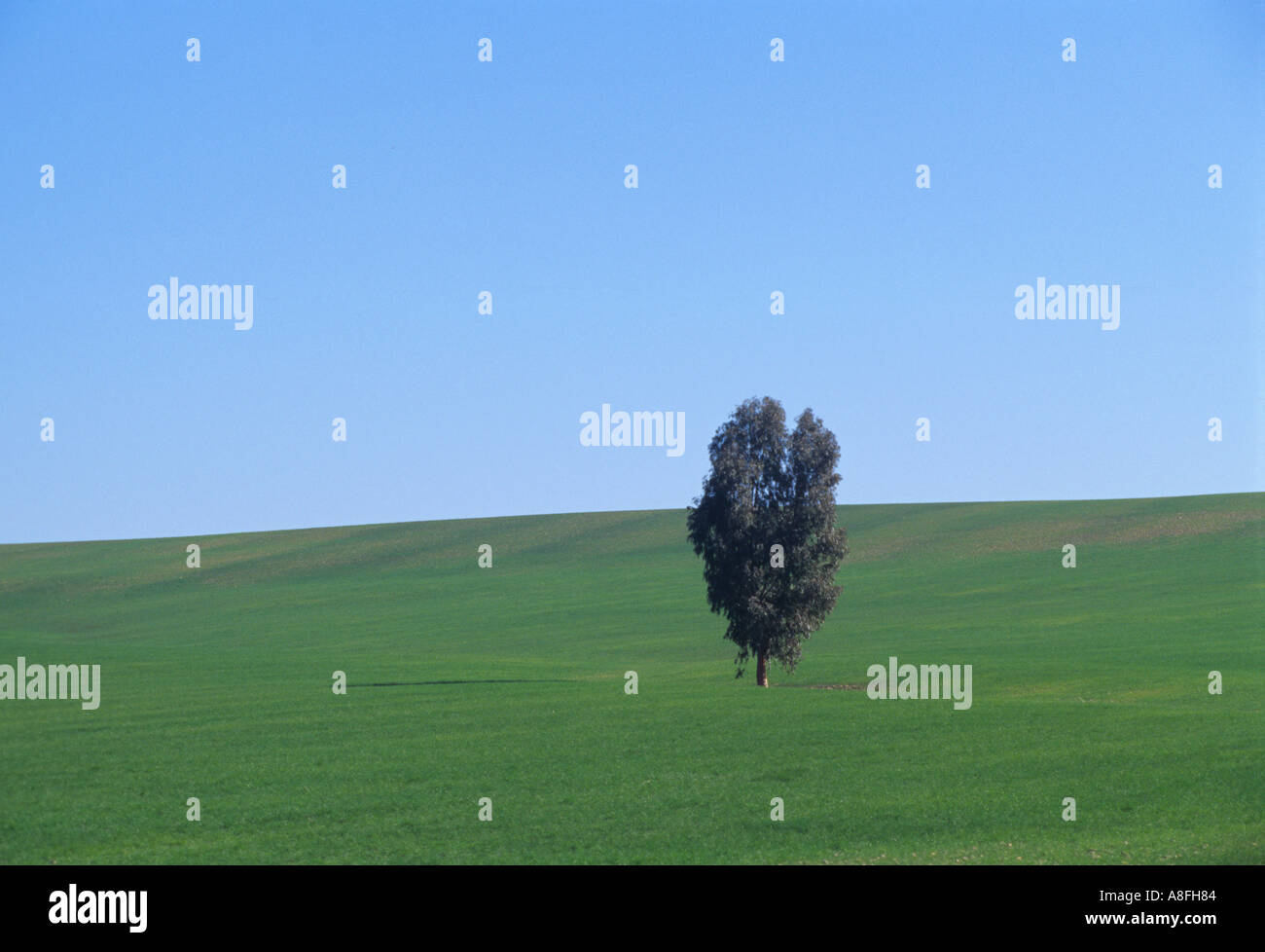 Lonely tree in agricultural field hi-res stock photography and images ...