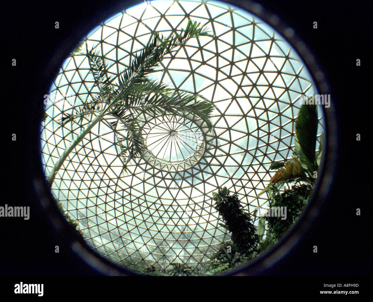 ABSTRACT VIEW OF A GREENHOUSE ROOF BRISBANE BOTANICAL GARDENS BAPN445 ...