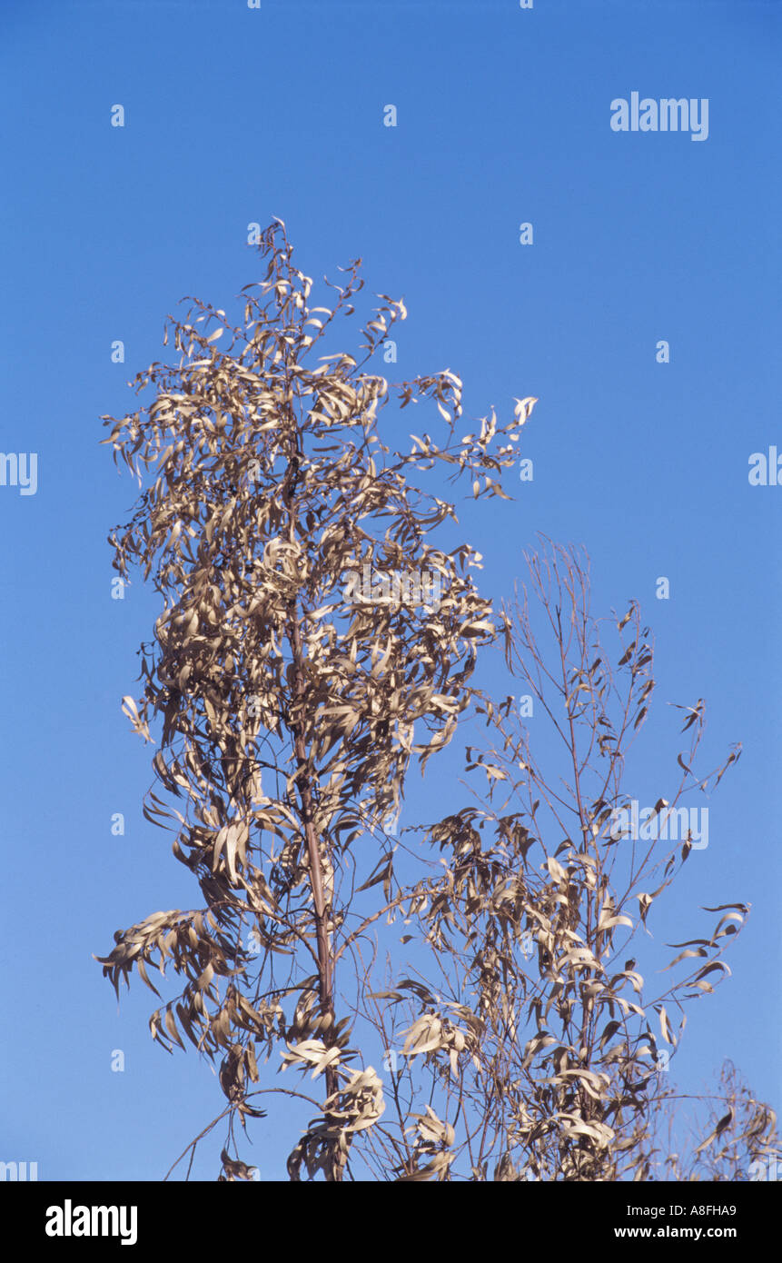 trees with burnt leaves after forest fire Stock Photo - Alamy