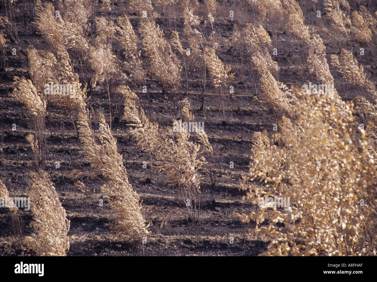 trees with burnt leaves after forest fire Stock Photo - Alamy