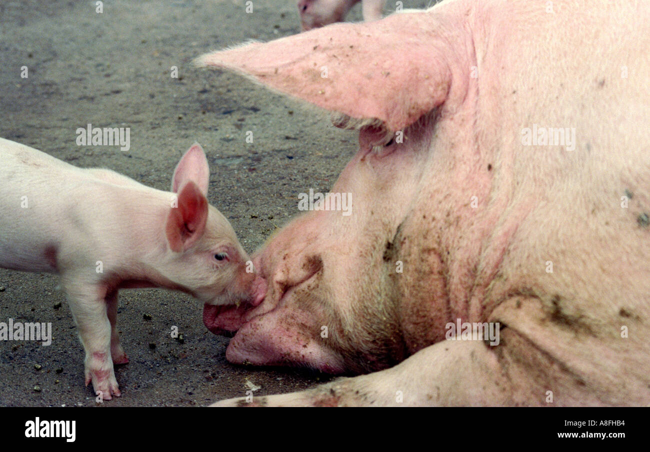 A MOTHER PIG AND HER BABY PIGLET BAPN 453 Stock Photo - Alamy