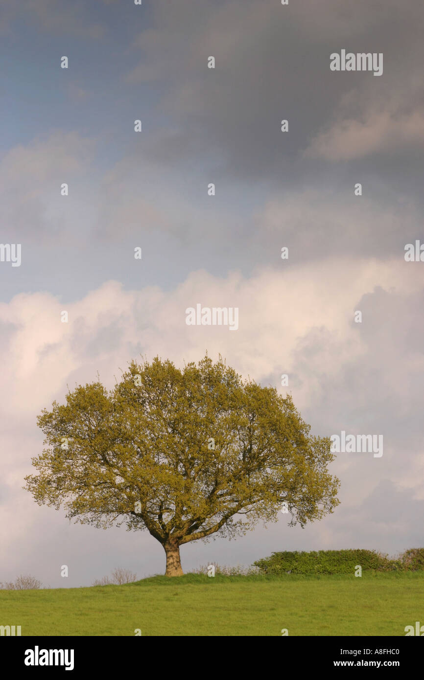 One lonely oak tree hi-res stock photography and images - Alamy