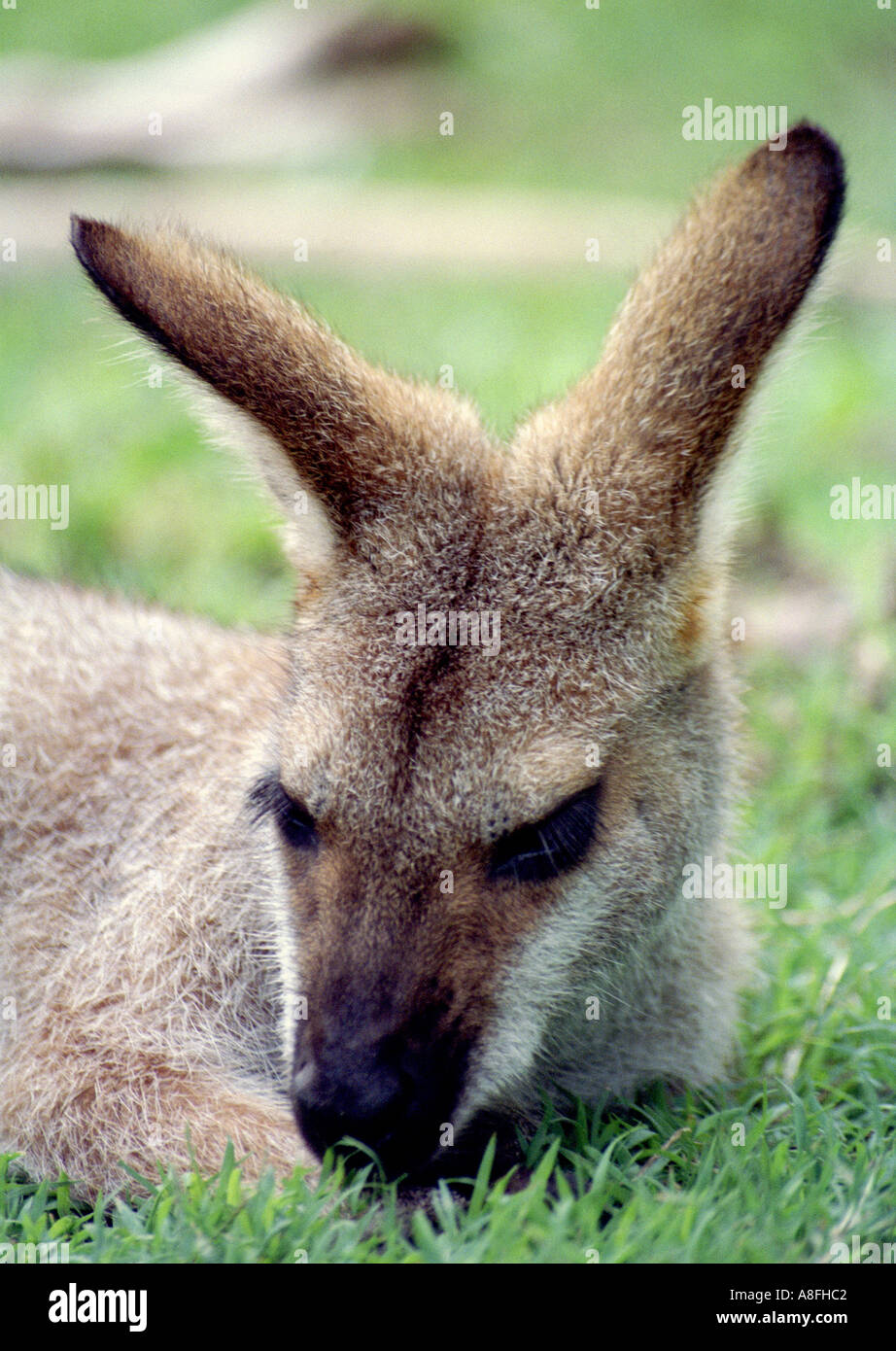 A CLOSE UP OF A KANGAROOS HEAD BAPN 458 Stock Photo - Alamy