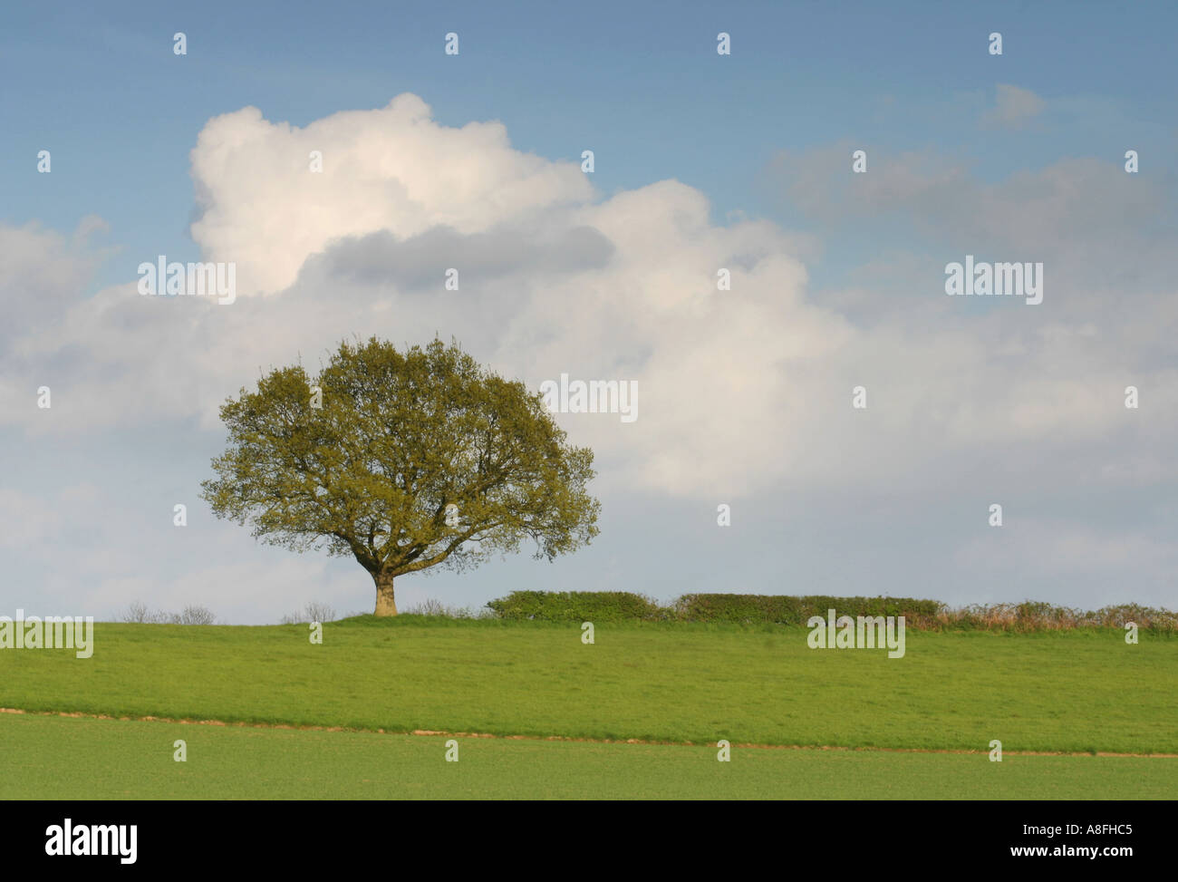 Oak Tree in Landscape Stock Photo - Alamy