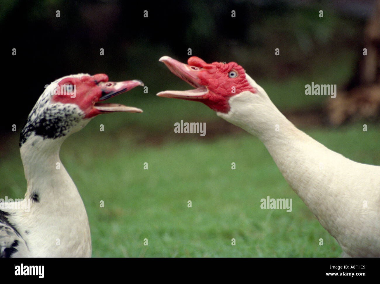 A PAIR OF WHITE GEESE KISSING BAPN 461 Stock Photo - Alamy