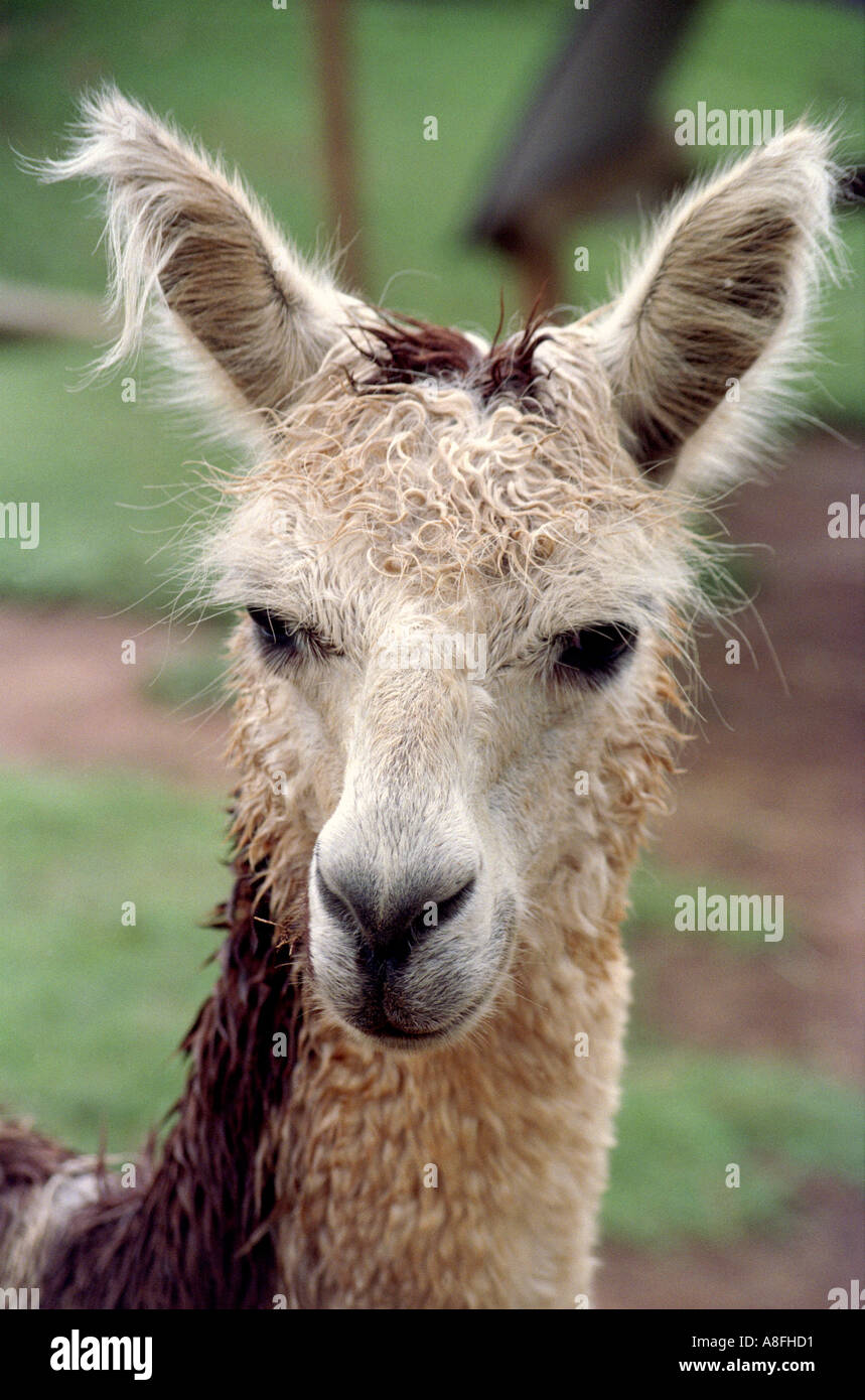 llama captive in a zoo in australia Stock Photo - Alamy