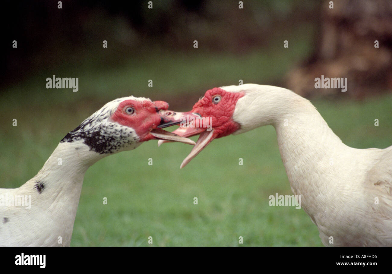 Kissing geese hi-res stock photography and images - Alamy