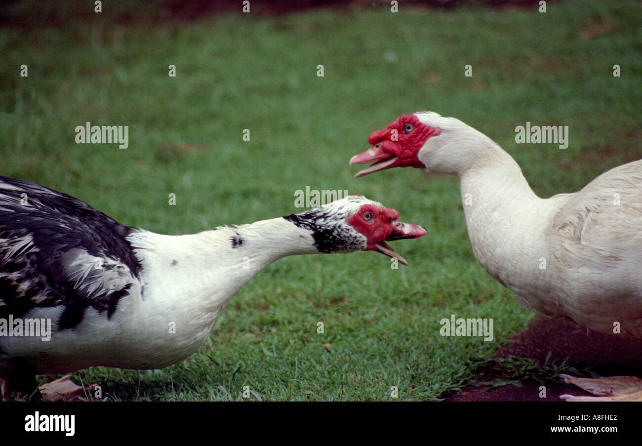 Kissing geese hi-res stock photography and images - Alamy