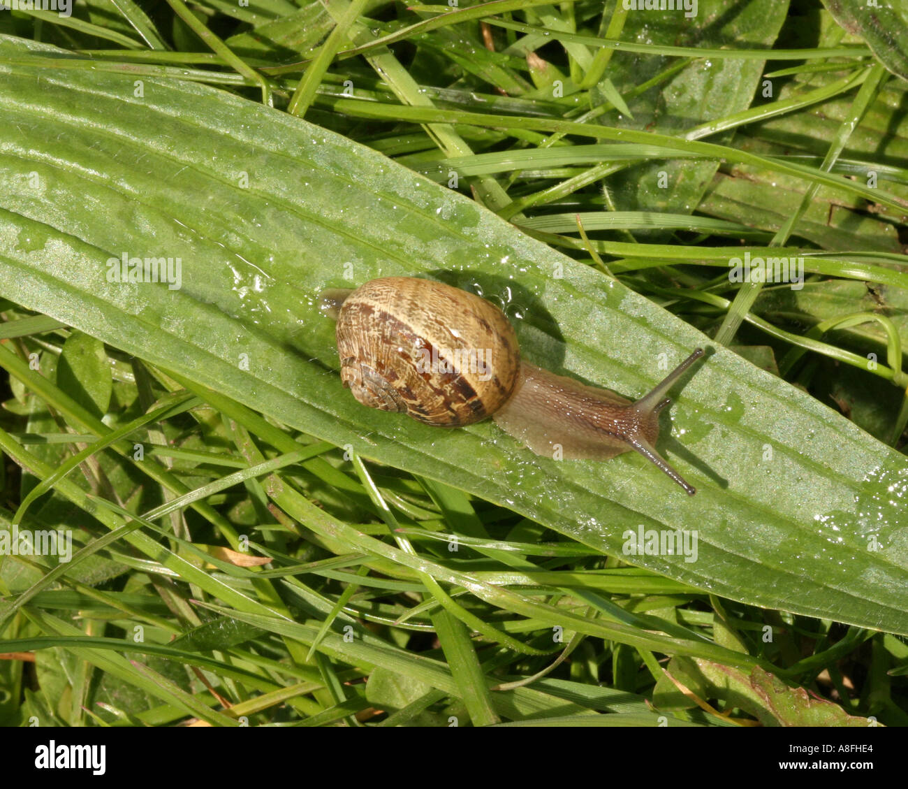 Snail moving on a leaf hi-res stock photography and images - Alamy