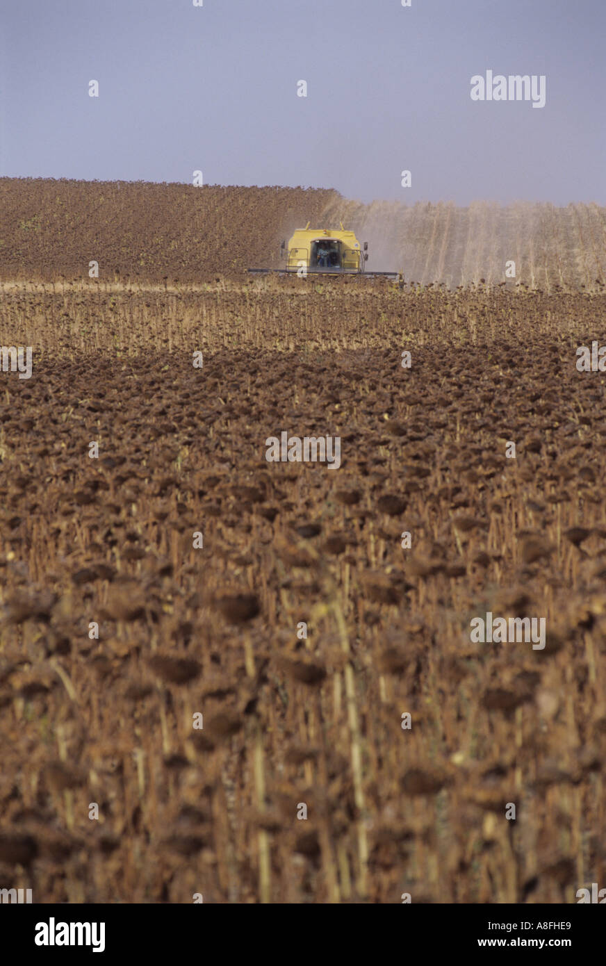 combine harvester harvesting sunflowers Andalusia Spain Stock Photo - Alamy