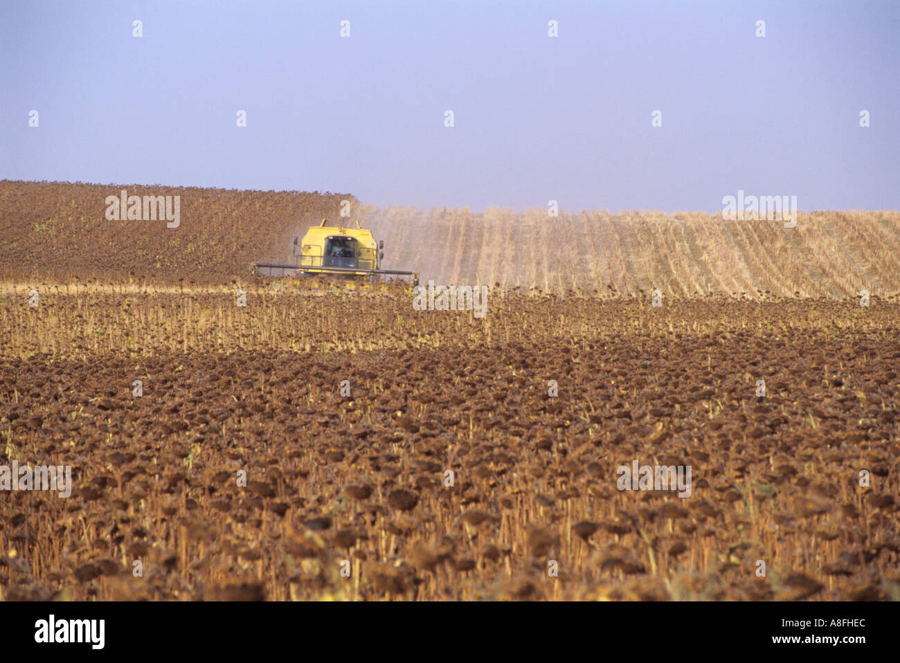 combine harvester harvesting sunflowers Andalusia Spain Stock Photo - Alamy