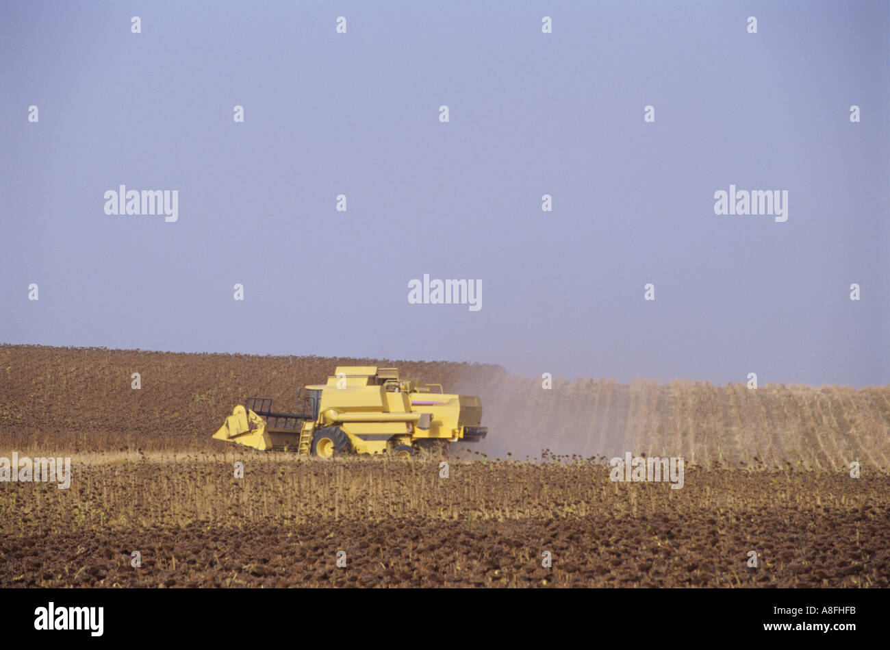 combine harvester harvesting sunflowers Andalusia Spain Stock Photo - Alamy