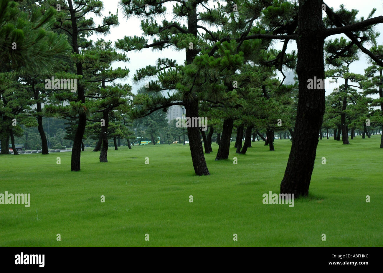 Bonsai trees in tokyo High Resolution Stock Photography and Images - Alamy