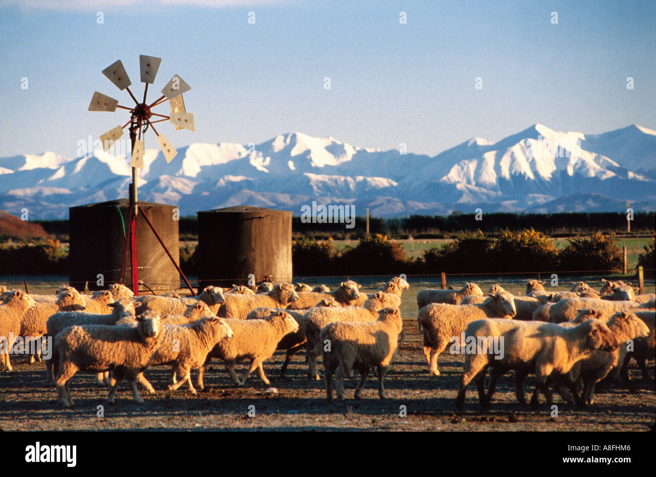 a crowd of sheep, South Island, New Zealand Stock Photo - Alamy