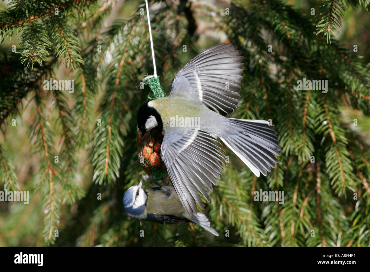 Great Tit Parus major on Bird Feeder Employing Threat Posture to ...