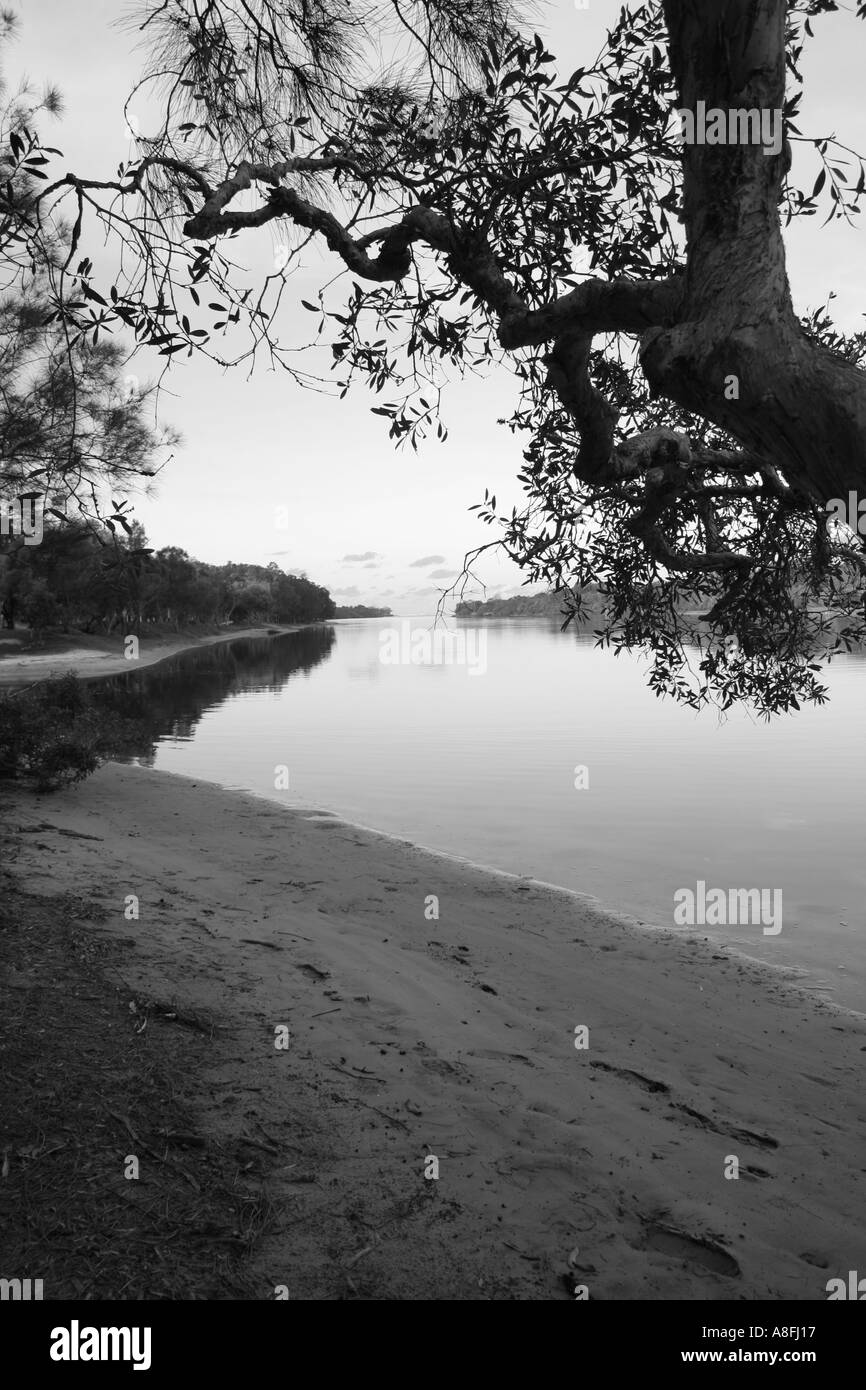 TREES ON A RIVERBANK SHOT IN BLACK AND WHITE BAPD1245 Stock Photo - Alamy