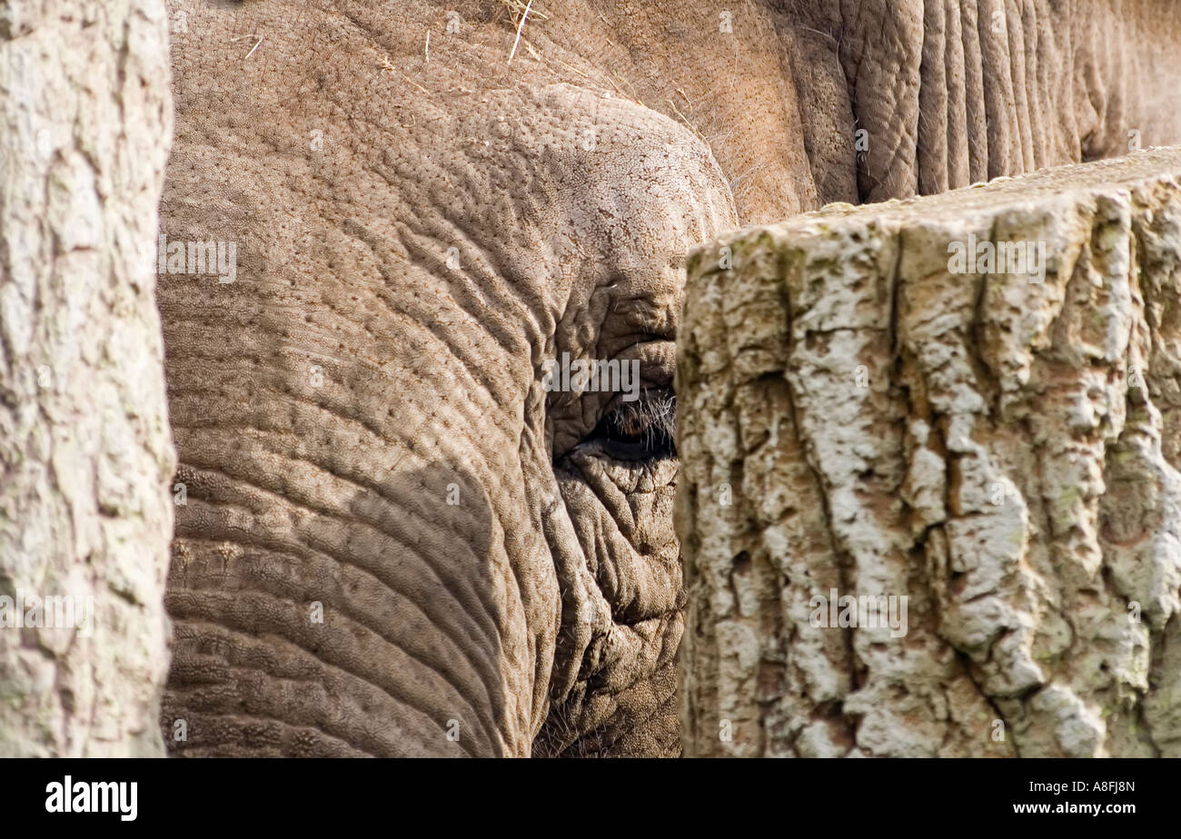 Elephant hiding behind a tree Stock Photo - Alamy