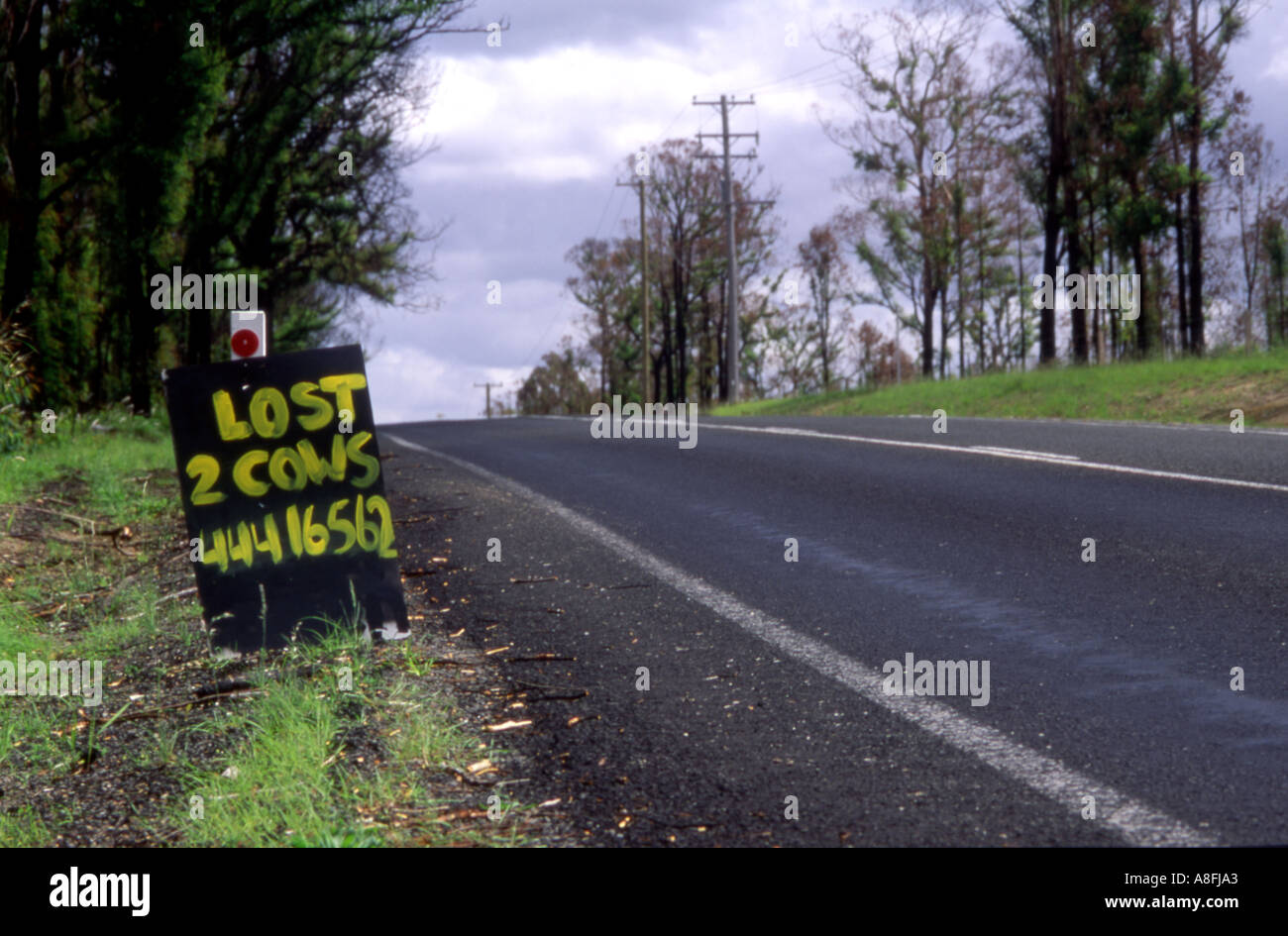 Lost Cow sign beside a country road in Australia Stock Photo - Alamy