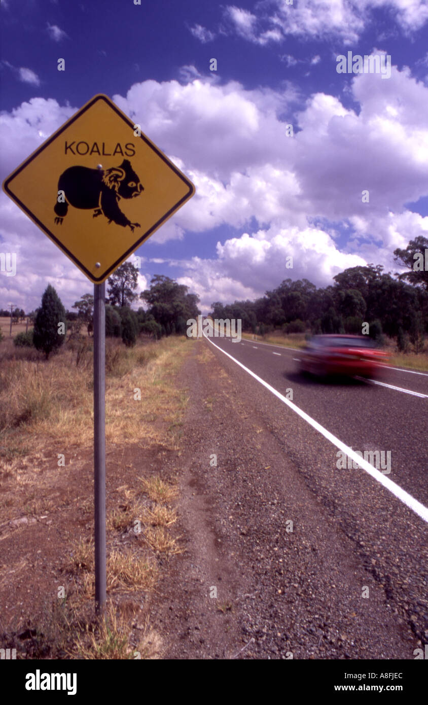 Road warning sign depicting a koala Phascolarctos cinereus beside an ...