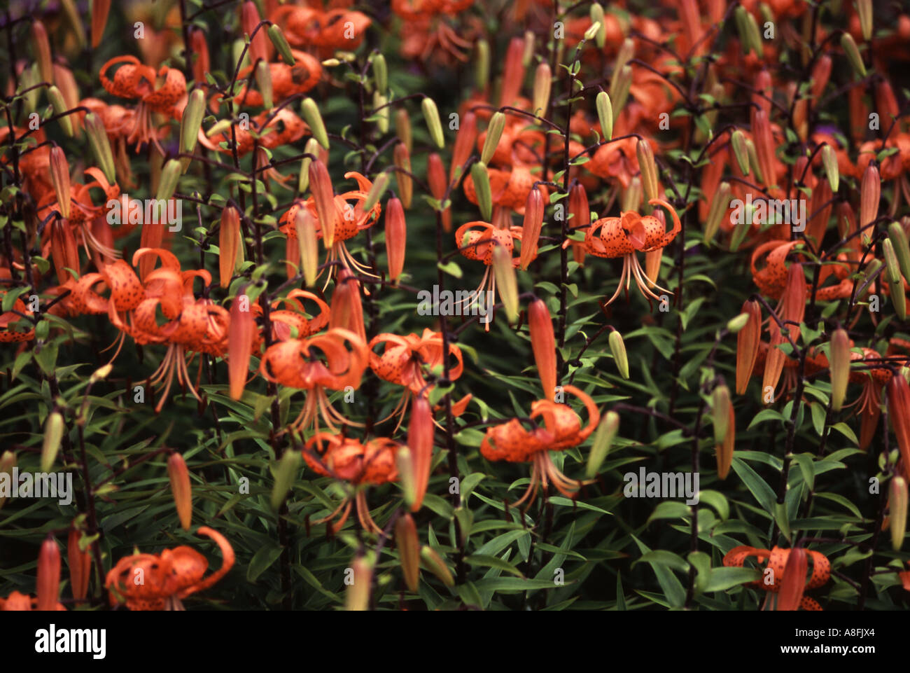 Tiger Lily Lilium tigrinum splendens Stock Photo - Alamy