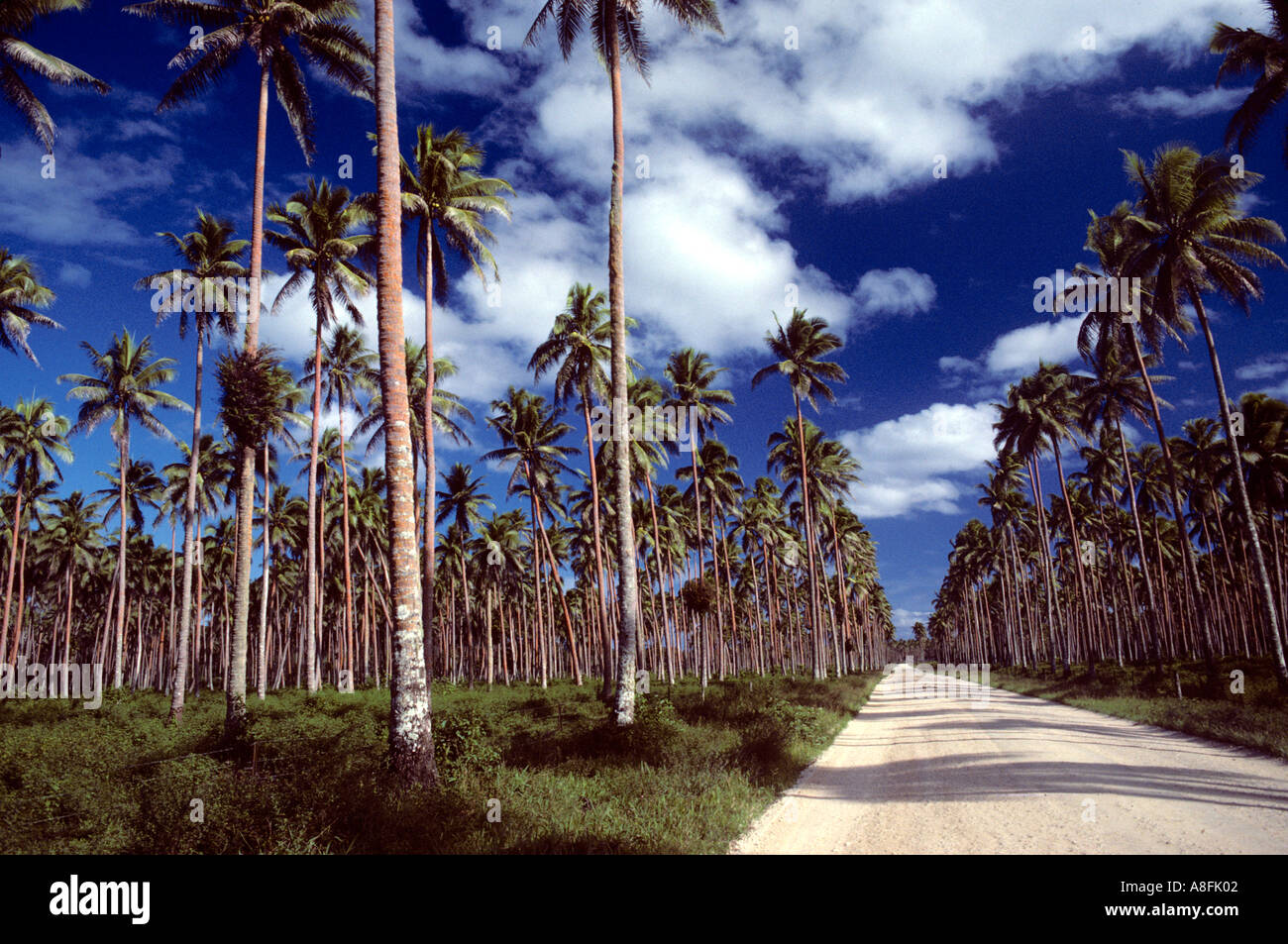 gravel road lined with palm trees running to vanishing point Stock ...