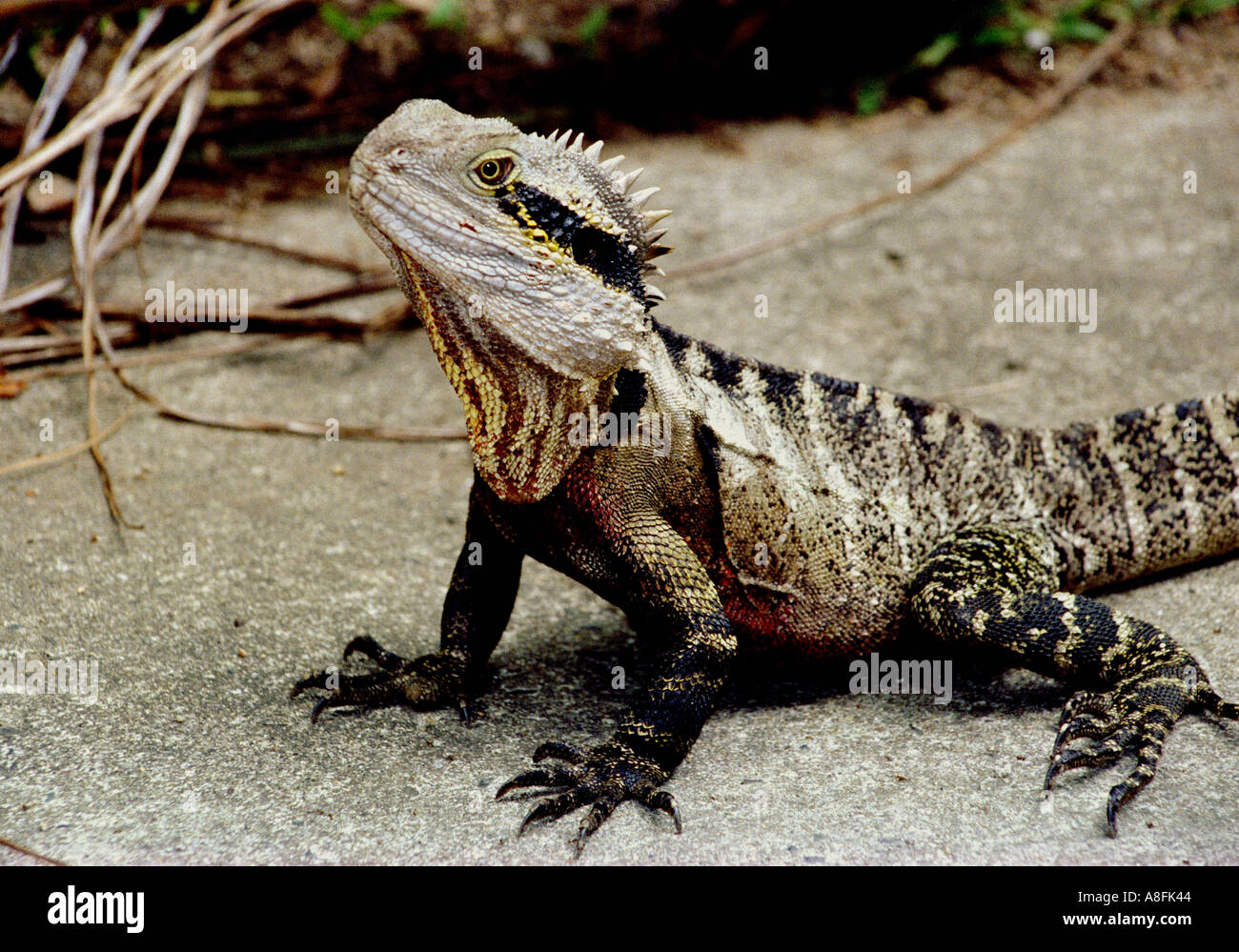 AUSTRALIAN WATER DRAGON LIZARD BAPN373 Stock Photo - Alamy