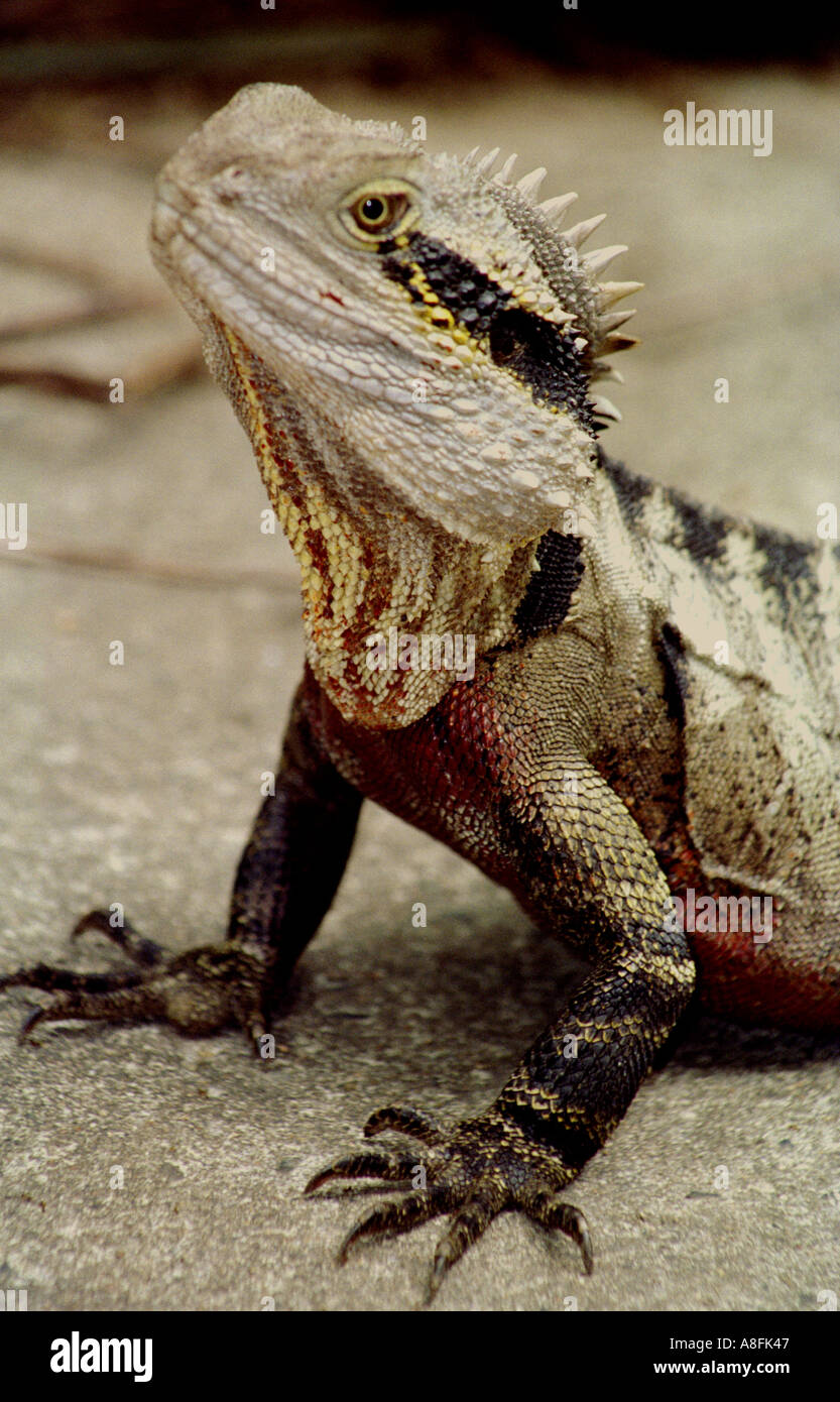 AUSTRALIAN WATER DRAGON LIZARD BAPN374 Stock Photo - Alamy