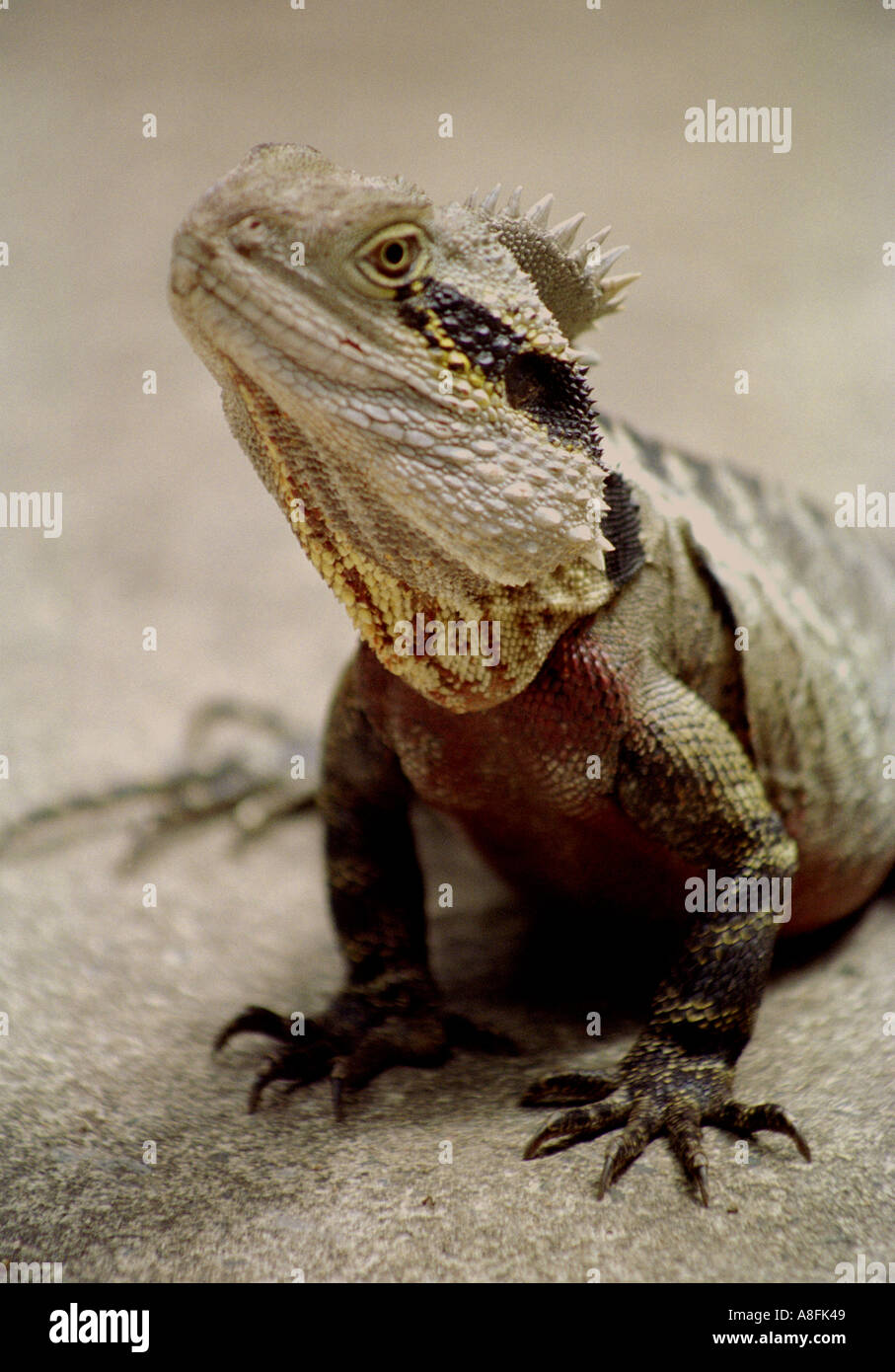 AUSTRALIAN WATER DRAGON LIZARD BAPN375 Stock Photo - Alamy