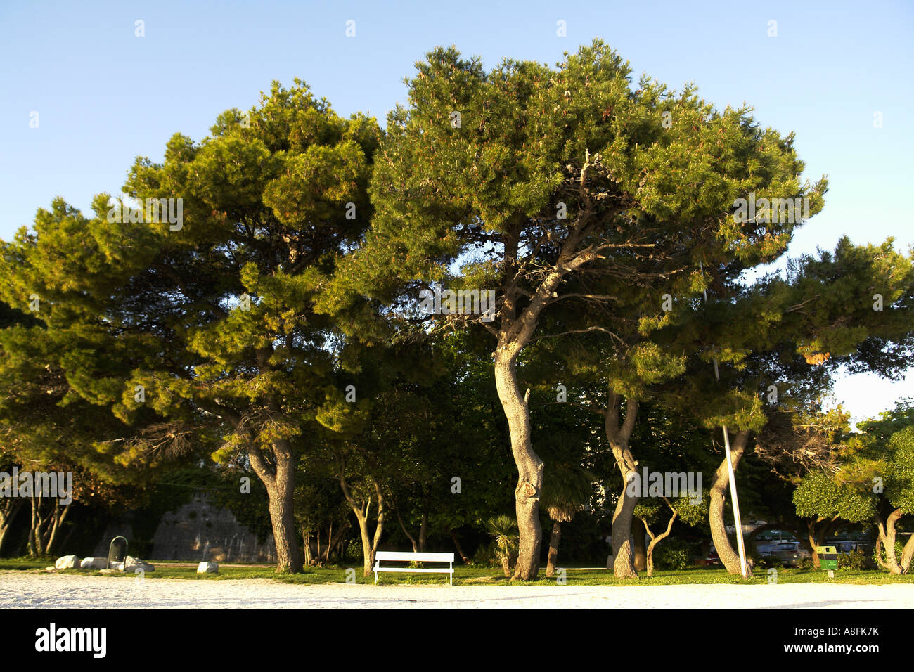 Natural trees along the promenade Zadar Adria Dalmatia Croatia Stock ...