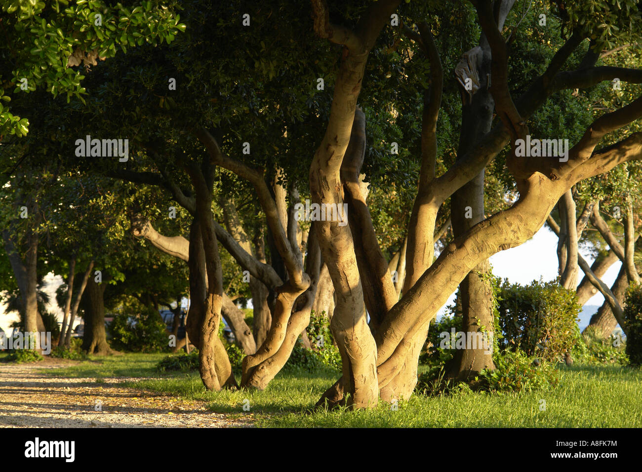 Natural trees along the promenade Zadar Adria Dalmatia Croatia Stock ...