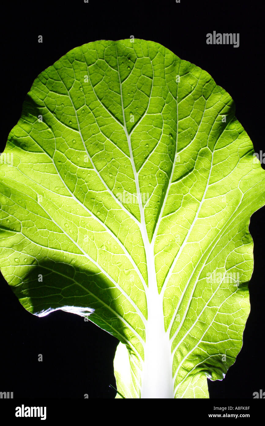 BOK CHOY PLANT BAPD1161 PAK CHOY CHINESE CABBAGE BUK Stock Photo - Alamy