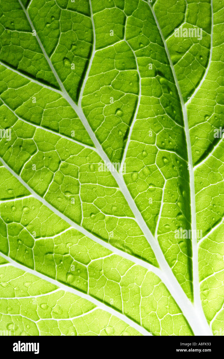 BOK CHOY PLANT BAPD1164 PAKCHOY BUK CHINESE Stock Photo - Alamy
