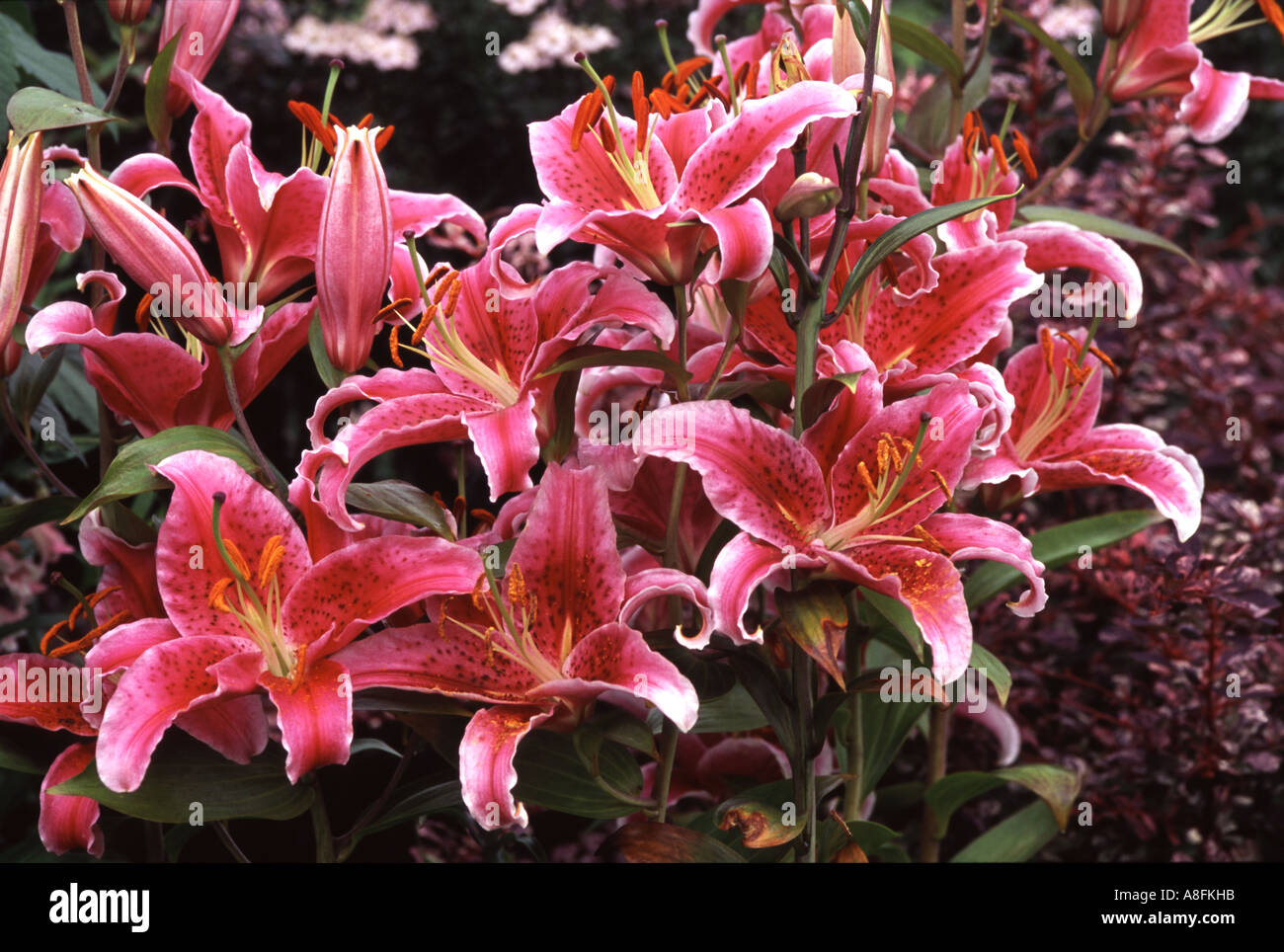 Regale regale hi-res stock photography and images - Alamy