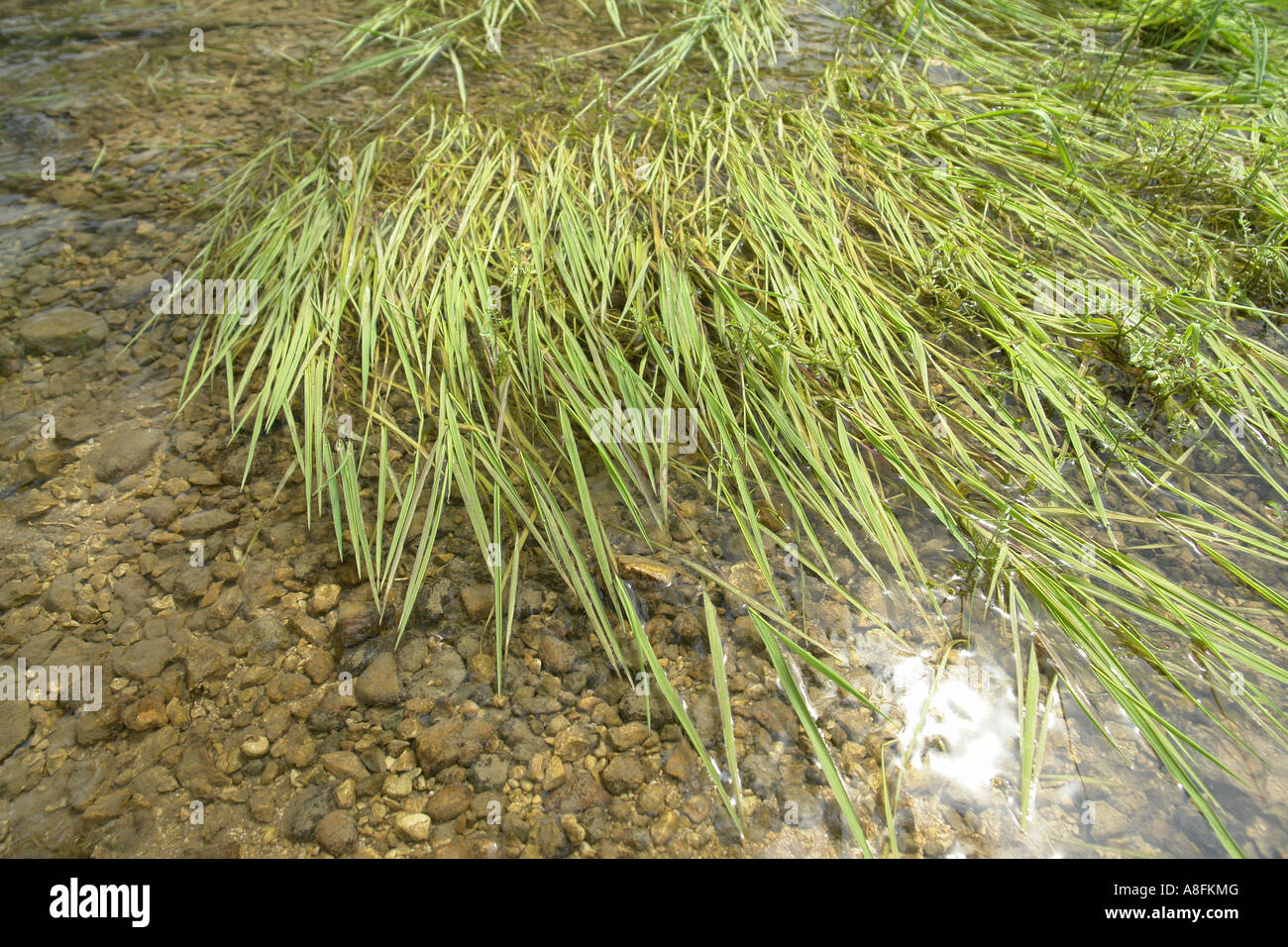 seagrass in water Stock Photo - Alamy