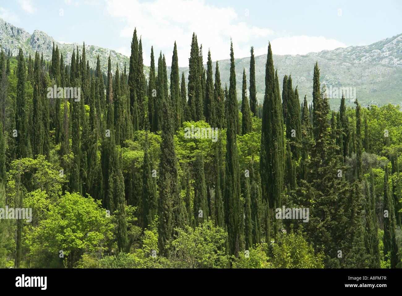 Cypress trees along the road in Konavle valley near Cavtat south of ...