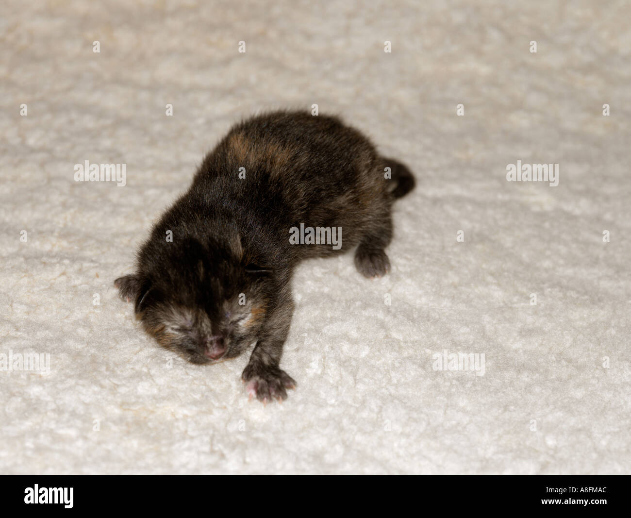 New Born Kitten Stock Photo - Alamy