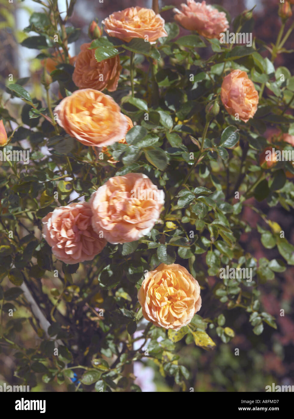 Apricot Roses High Resolution Stock Photography and Images - Alamy