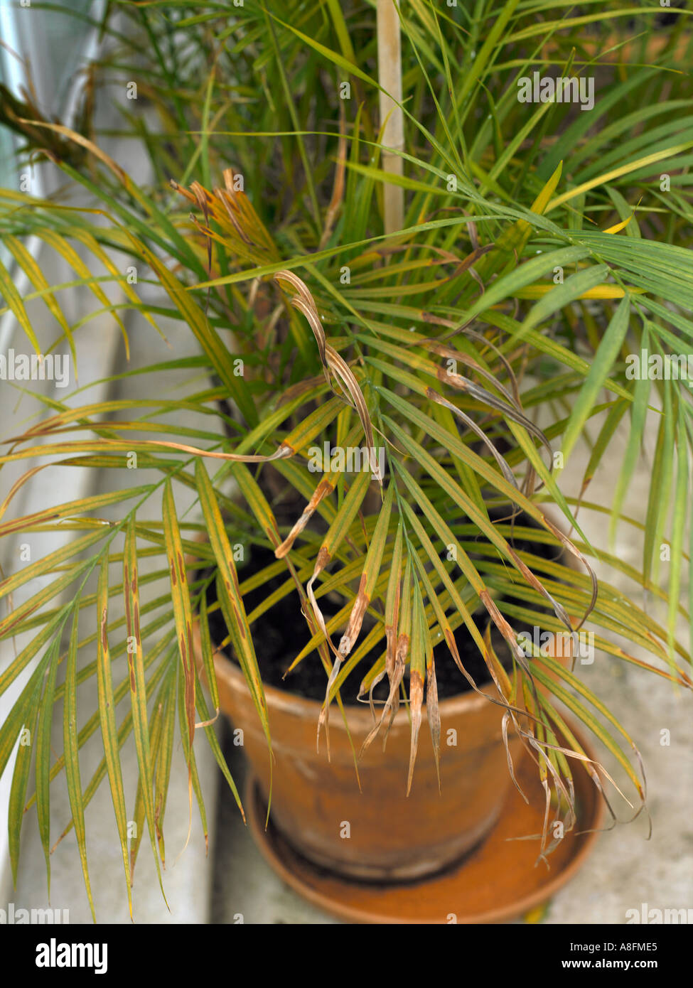 Yellowing plant hi-res stock photography and images - Alamy