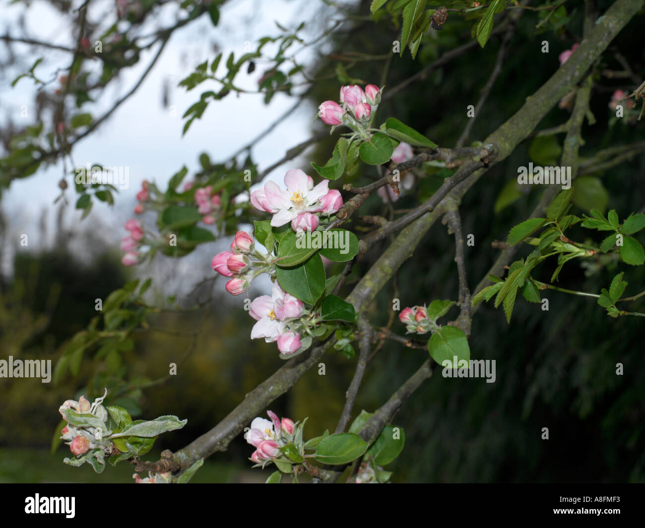 Apple Blossom Tree Stock Photo - Alamy