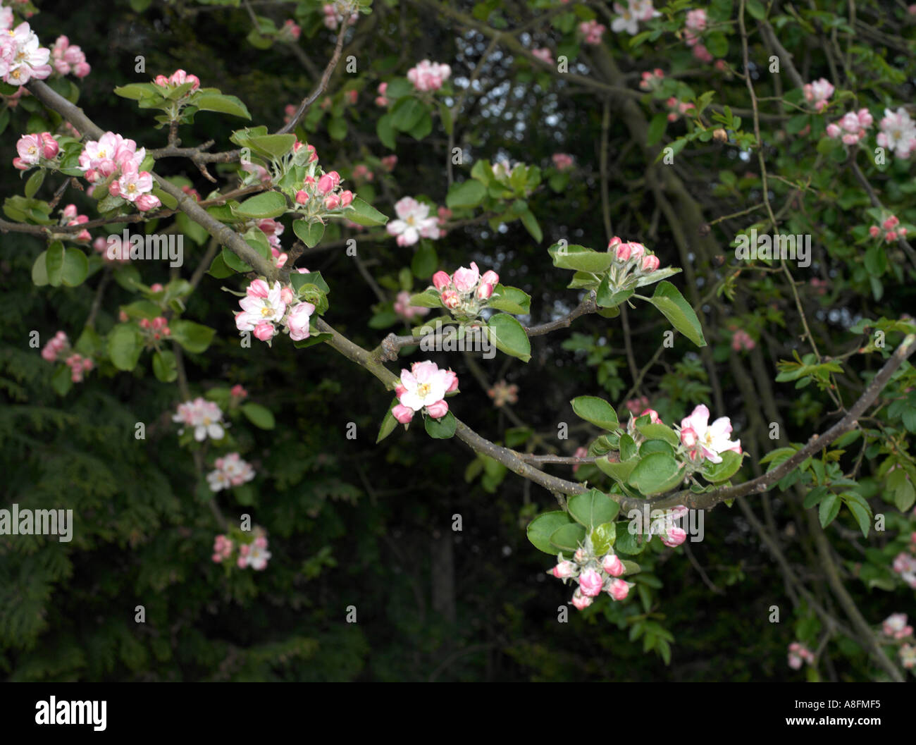 Apple Blossom Tree Stock Photo - Alamy